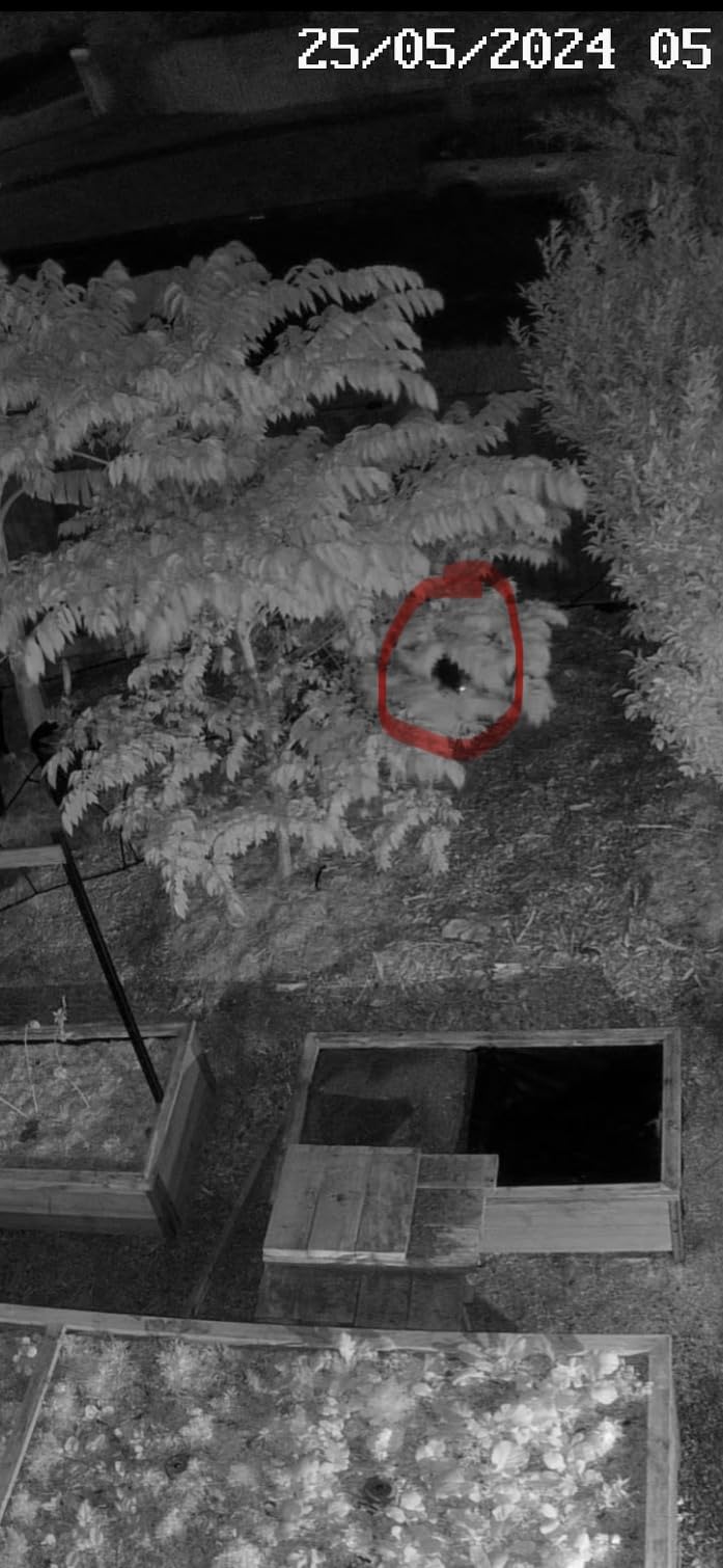 Bonide Bat Magic Bat Repellent, Pack of 4 Ready-to-Use Peppermint Oil ...