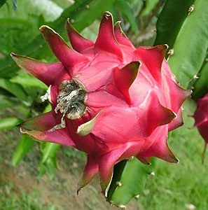 Amazon.com : Purple Pitaya Plant Dragon Fruit Tree Plant Dragon Fruit ...