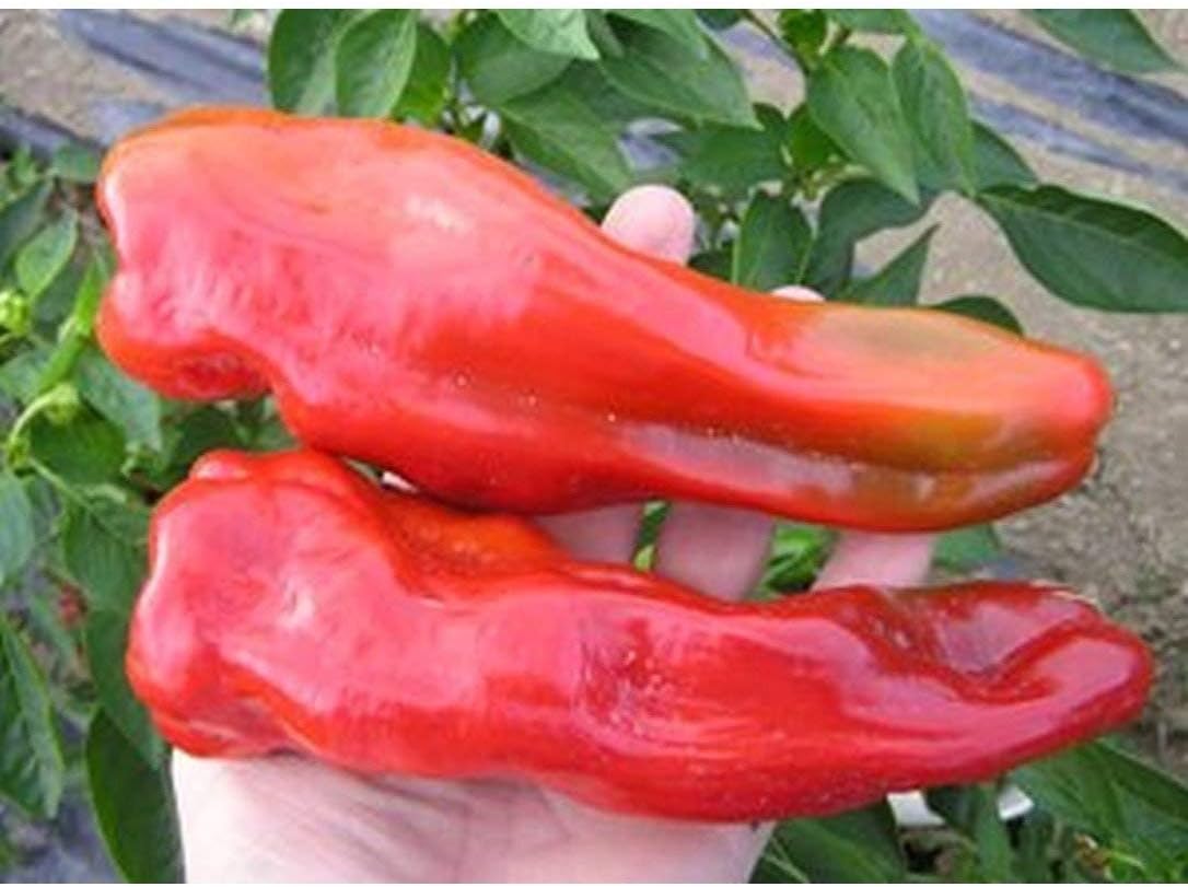Amazon.com : Gentle Giant Goliath F1 Hybrid Sweet Pepper Seeds - grill ...