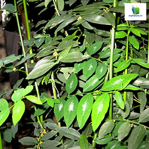 Mphmi Nurseryplant Multivitamin,Thavasi Keerai - Plant : Amazon.in ...