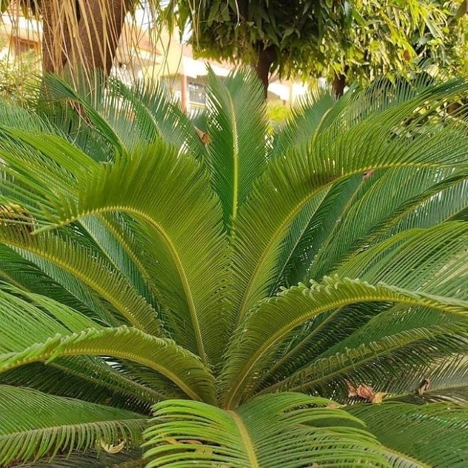 GREEN VOLCANO Cycas Live Plant "Cycus" Revoluta Sotetsu King Sago Cycad ...