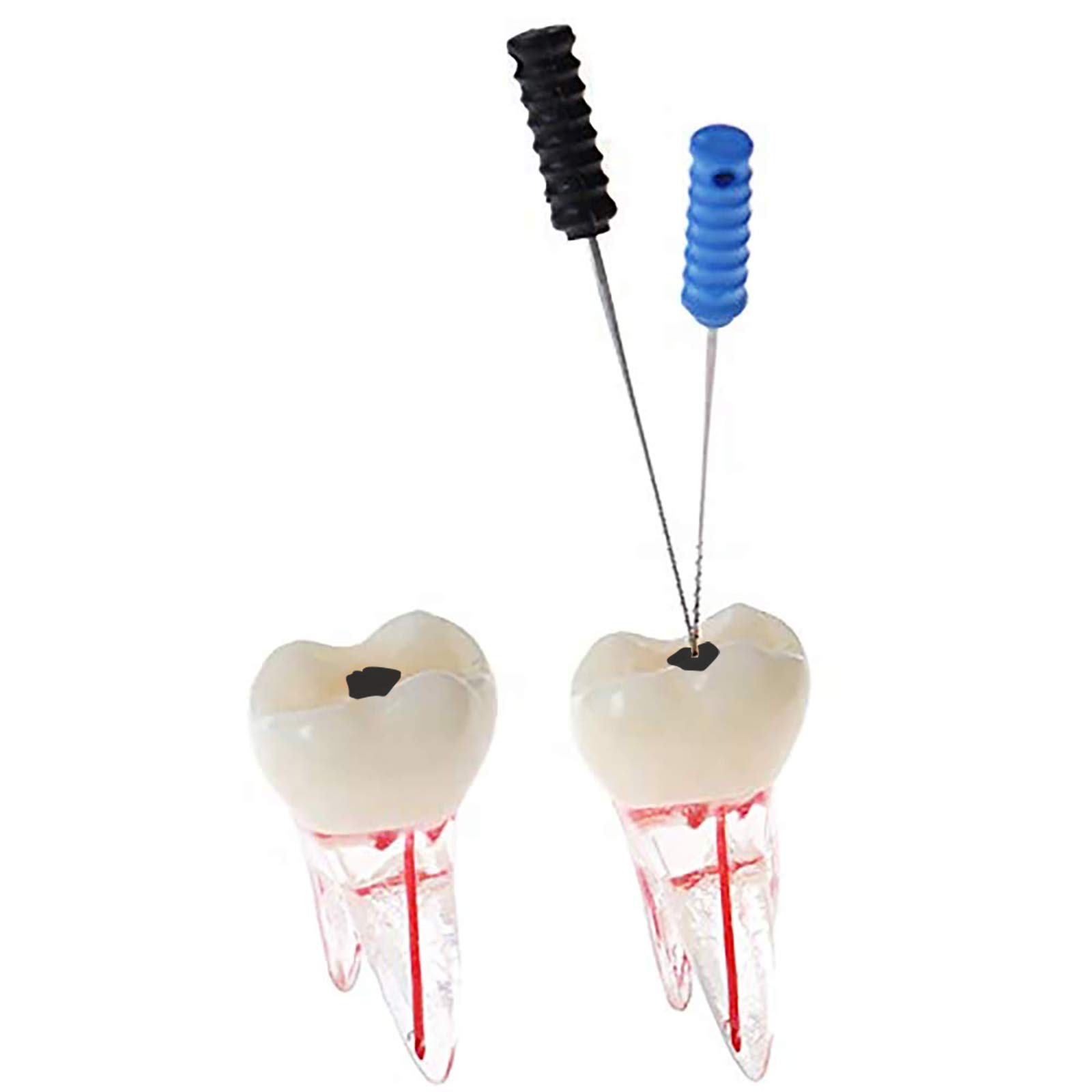 Dental Root Canal Model, YOUYA DENTAL Root Canal Practice Model with ...