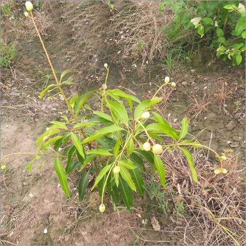 THE GREEN VIEW GARDENS Original Himsagar Mango Grafted Plant (King Of ...