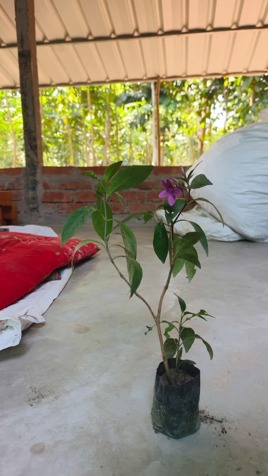 Vine Purple tagor flower live plant | nilmoni lata flower live plant ...