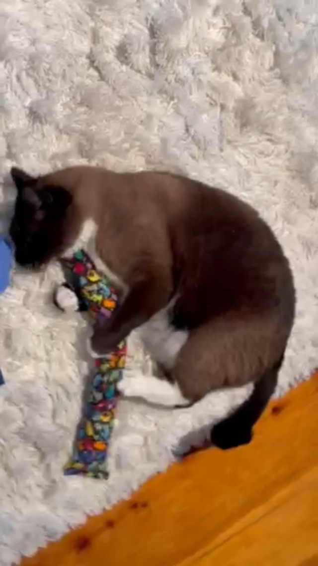 Watch Ready Set, Kick - The Kitty Kick Stix in action. on Amazon Live