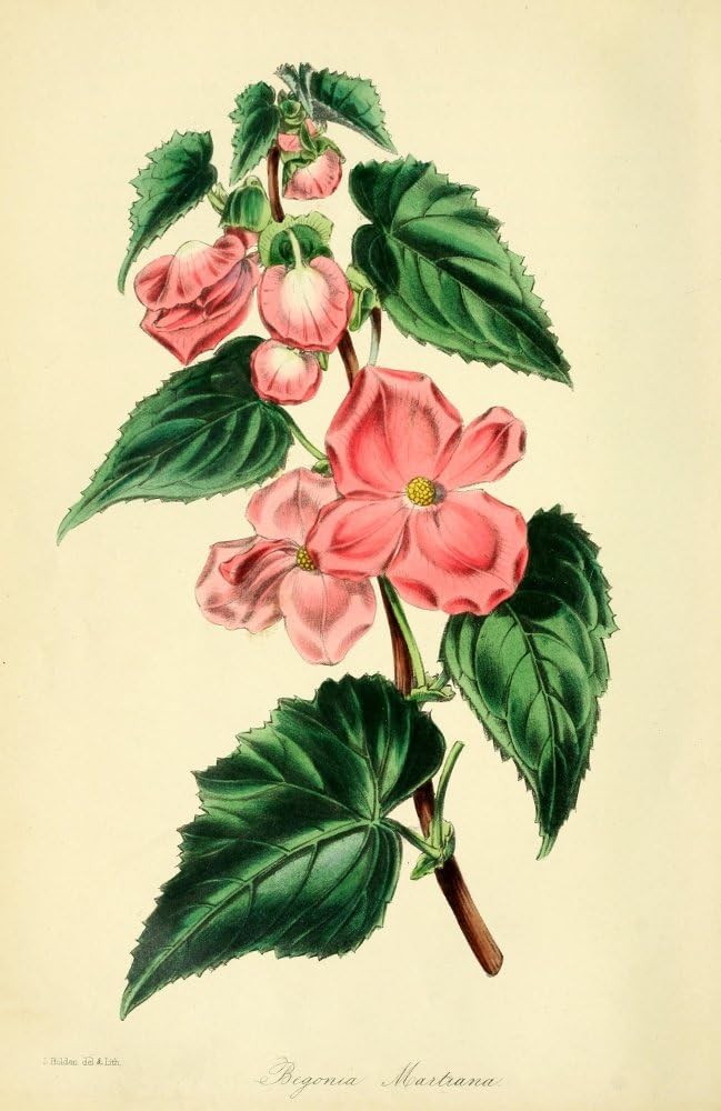 Amazon.com: Paxtons Magazine of Botany 1841 Begonia Poster Print by ...
