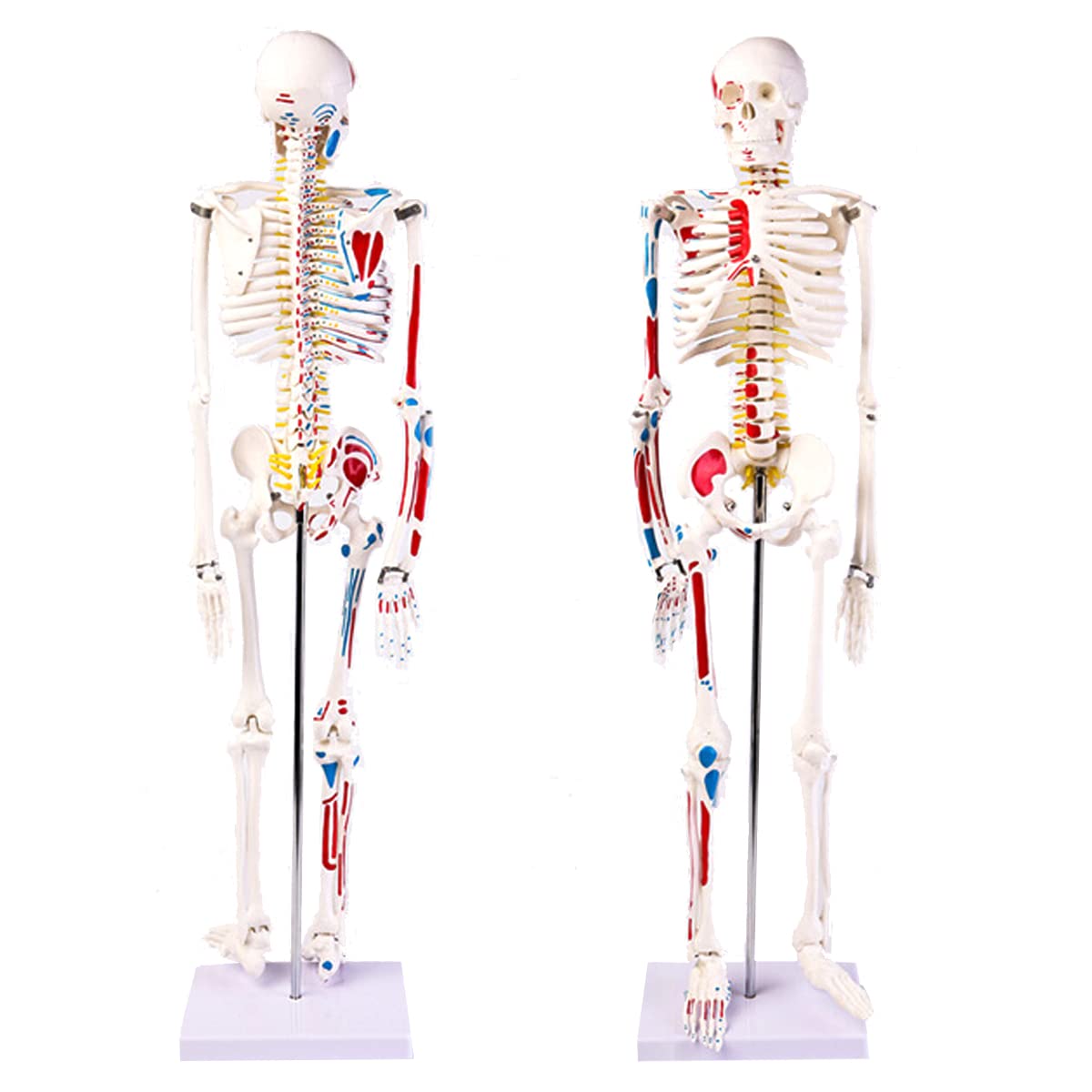 Snapklik.com : SKUMOD Human Skeleton Model, 34" Tall Skeletal Anatomy Model