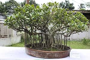 BeGrin Lucky Banyan Bonsai Live Plant Marri Baniyana baragad Paniyan ...