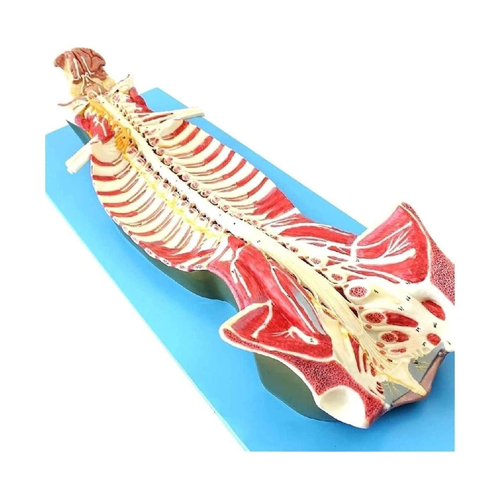 Buy Teaching Model Human Anatomy The Spine Model Spine Anatomical Model ...
