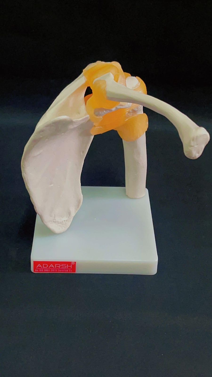 AI-Human Shoulder Joint Model with Stand/Anatomically Accurate ...