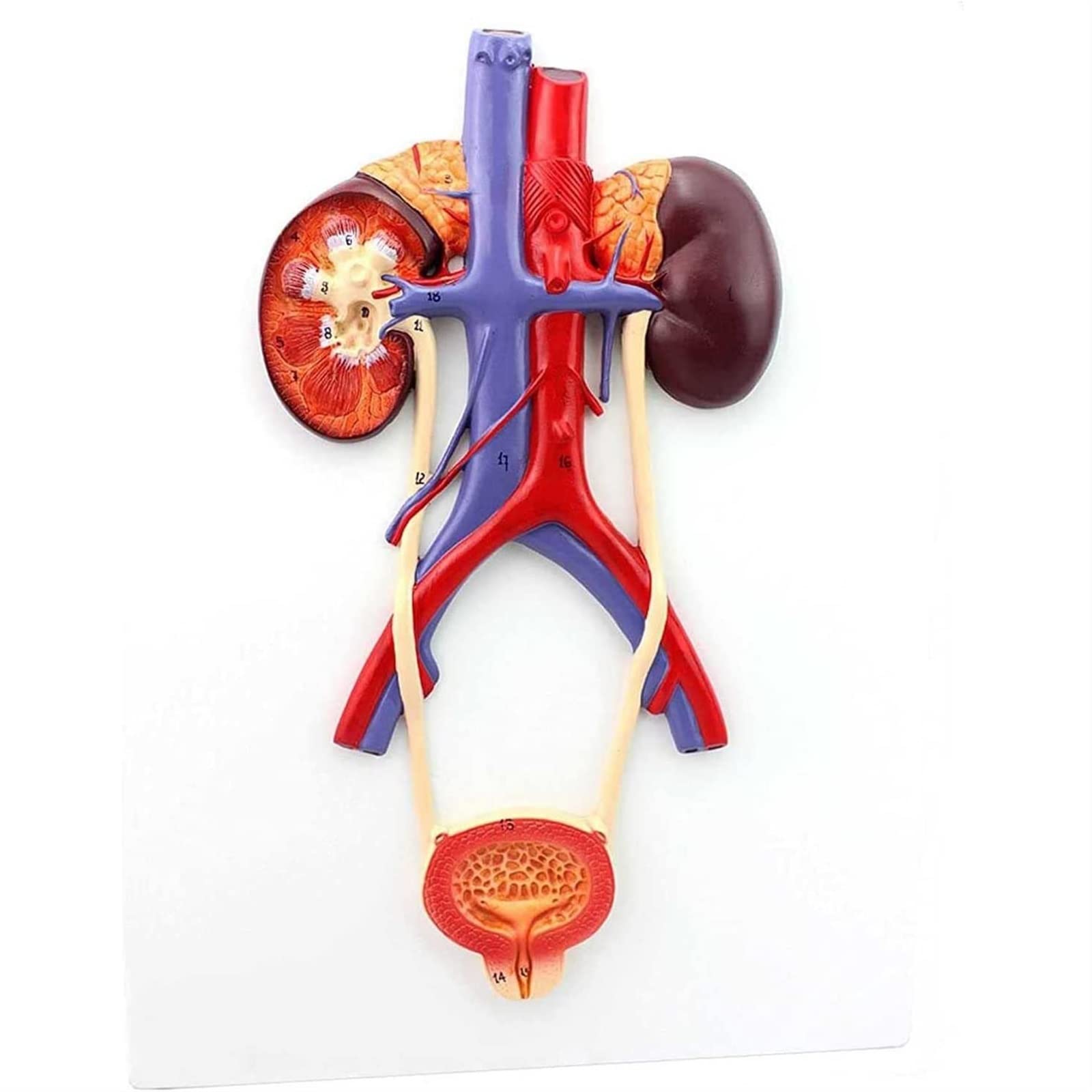 Deiovr Human Model For Anatomy Human Urinary System Pvc Model ...