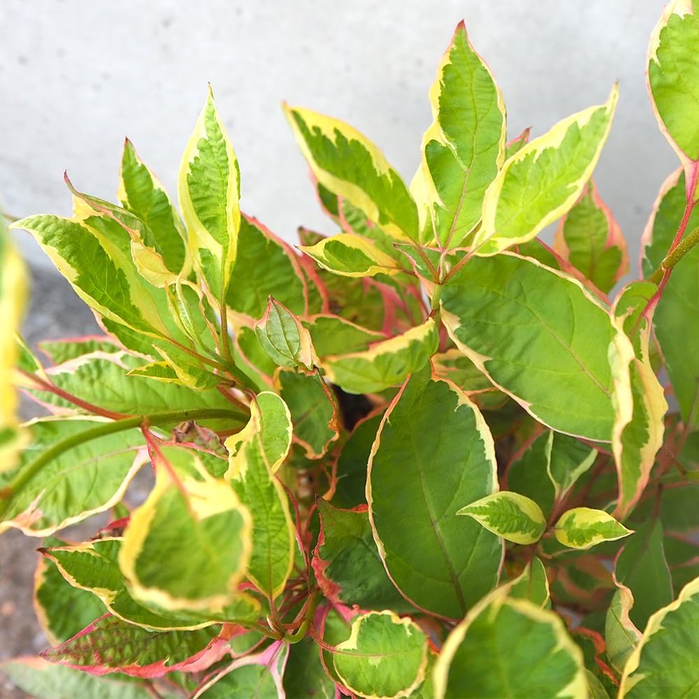 Amazon.co.jp: ITANSE コルヌスアルバ ミラクル 3.5号ポット 1個売り【品種で選べる花木苗】まるで珊瑚のように枝が赤くなることから、「サンゴミズキ」とも呼ばれています ...