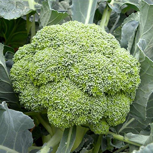Biocarve Seeds Broccoli - Pack (10 Seed) : Amazon.in: Garden & Outdoors