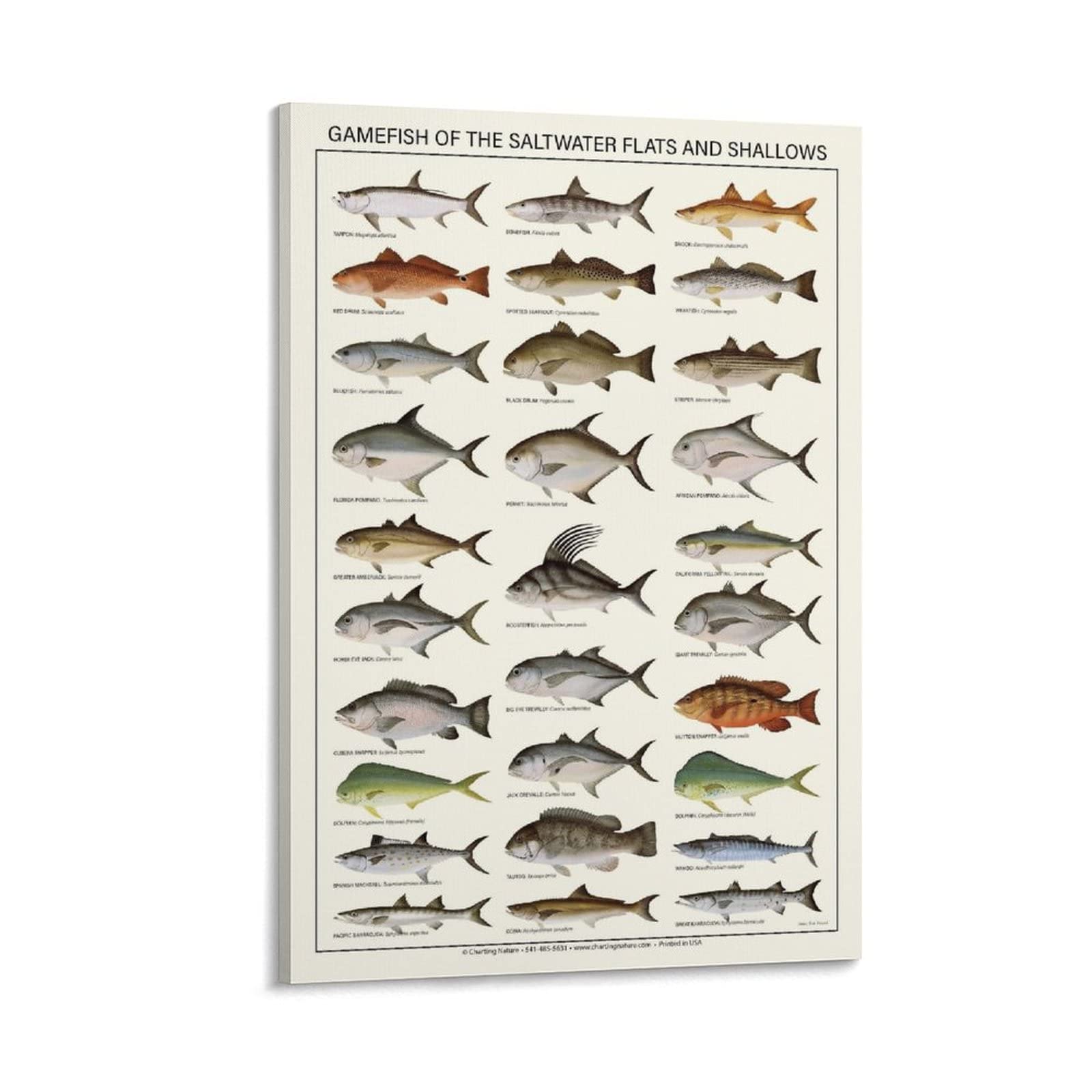 Saltwater Game Fish Art