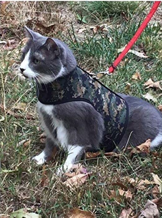 Snapklik.com : Cat Harness - Cat Walking Harness, Secure & Comfortable ...
