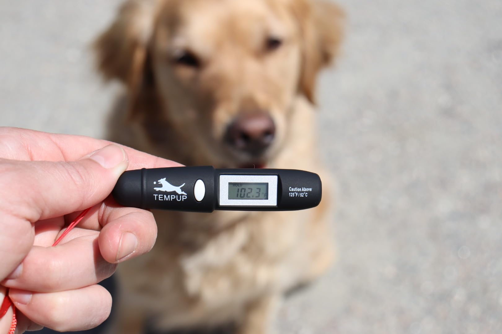 Summer Dog Walking Tool TEMPUP Paw Saver - Handheld Temperature Checker ...