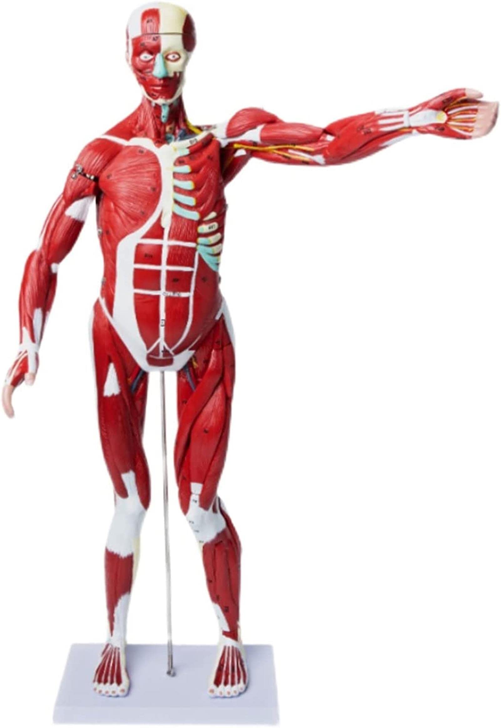 Buy Human Muscle And Organ Model, 27-Part Half Life-Size Muscular ...