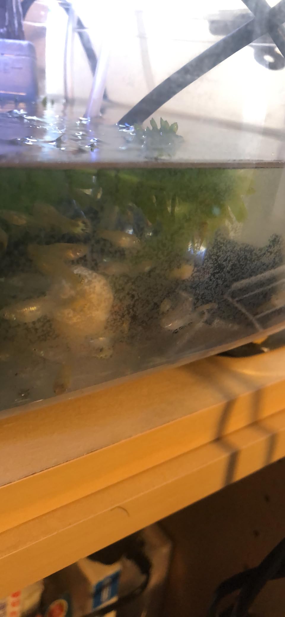 Amazon | Asdays 金魚 水槽 金魚鉢 メダカ水槽 飼育 大容量 アクアリウム 観葉植物 インテリア 容器 ボウル プラスチック 透明 34×25.5×15.8cm ...