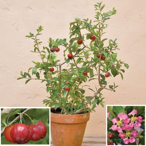 Red cherry plant live,live plant for red cherry (Pack of 2) : Amazon.in ...