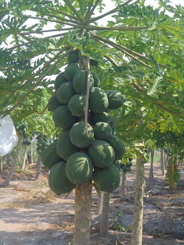 Red lady papaya f1 hybrid seeds Pack Of 166 : Amazon.in: Garden & Outdoors