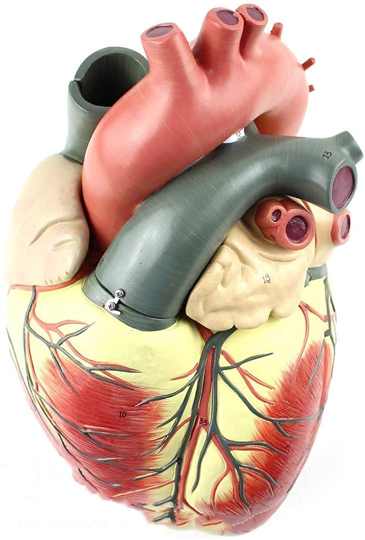 Buy KEZaiZHe Anatomy Education Model - 10 Study Model Educational Dolls ...