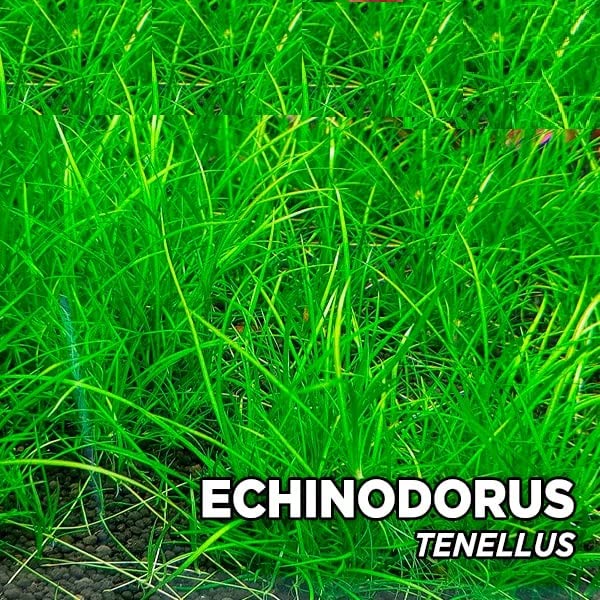 Echinodorus Tenellus Carpet