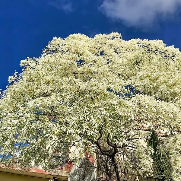 Euphorbia Leucocephala, Snowflake Bush Plant : Amazon.in: Garden & Outdoors