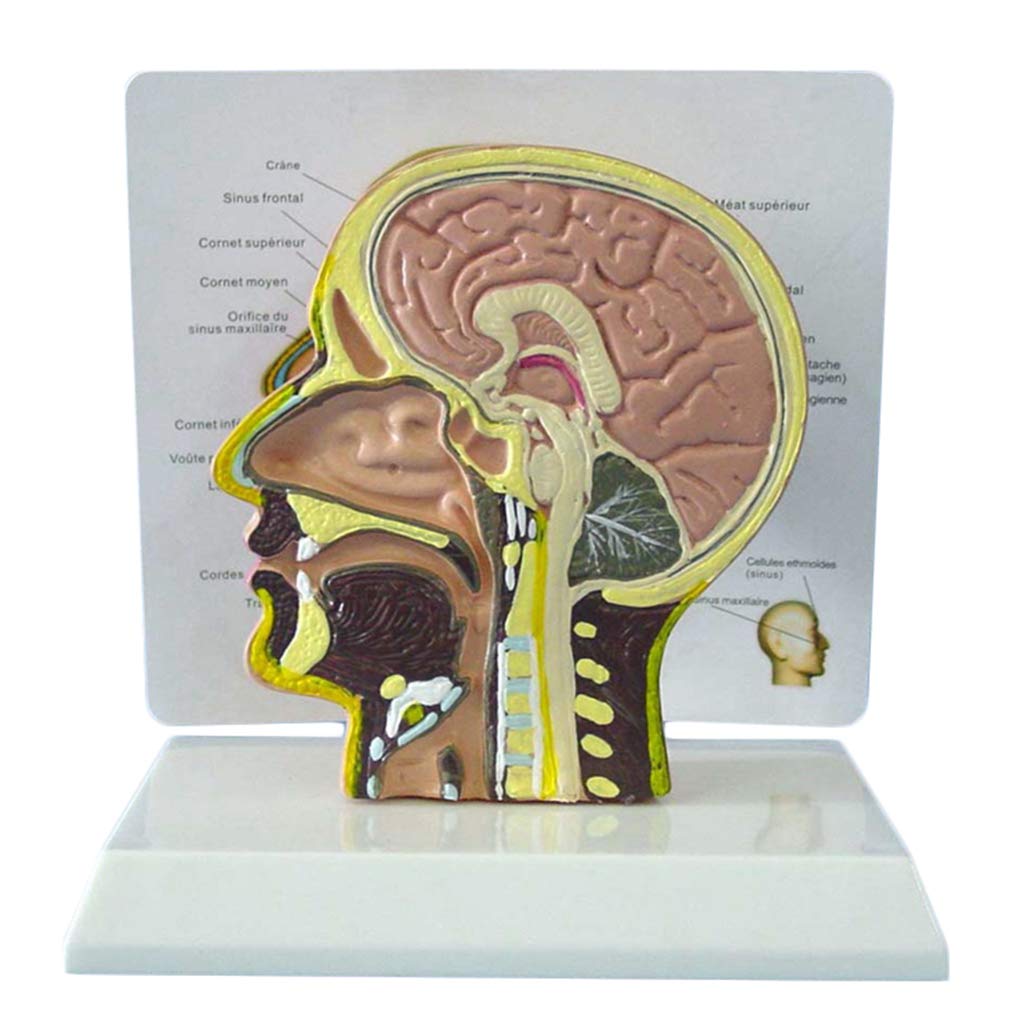 Buy Human Anatomical Half Head Face Model - Human Head Anatomy Model ...