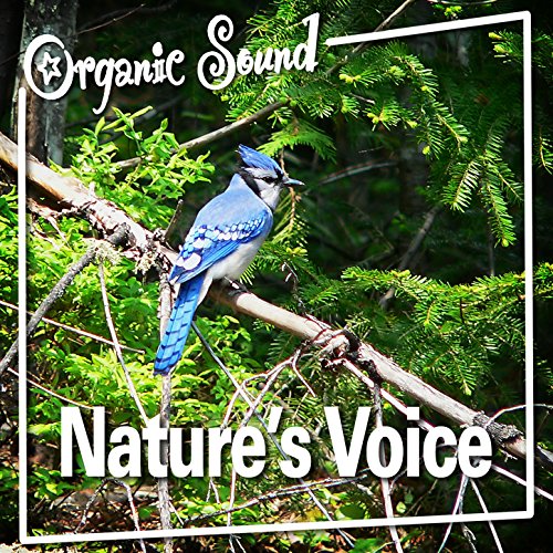 Amazon.com: Nature's Voice : Organic Sound: Digital Music