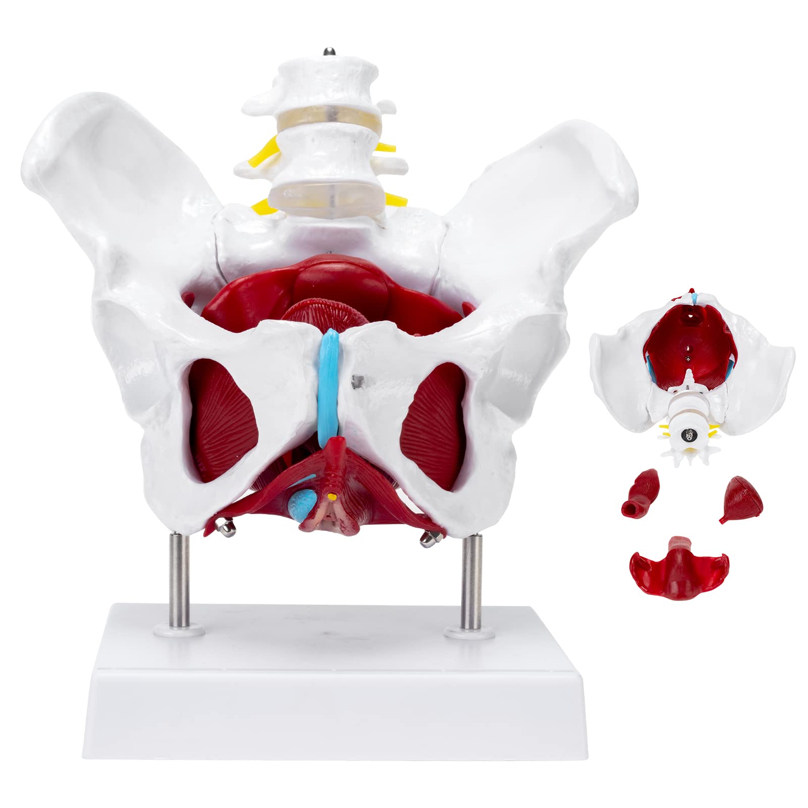 SKUMOD Female Pelvis with Pelvic Floor Muscles and Organs Anatomical ...
