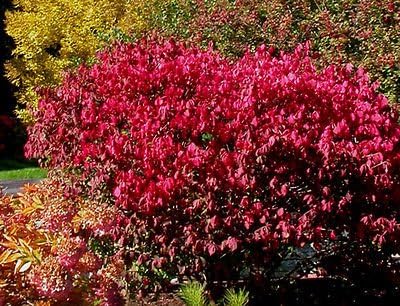 Eastern Wahoo Burning Bush, Euonymus atropurpurea 20 Seeds : Amazon.ca ...
