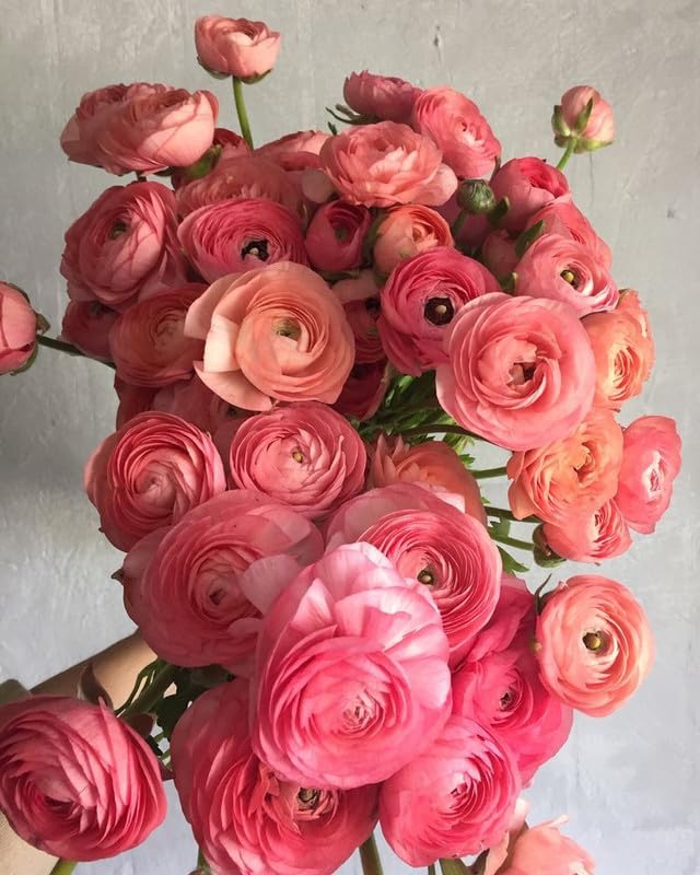 Ritz Farming Italian ranunculus flower bulbs | dark peach Italian ranunculus flower bulbs for ...