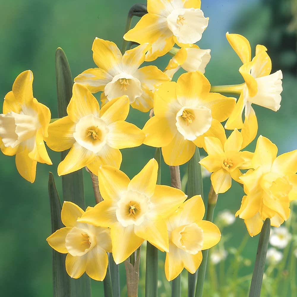 Narcissus – Spring Flowering Fragrant Bulbs – Perennials – for Your ...