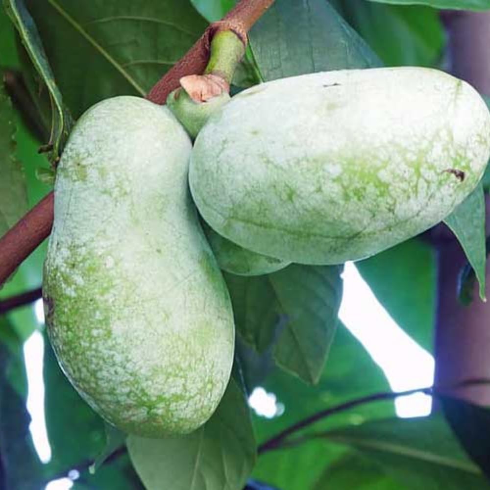 Amazon.com : 2 Big Pawpaw Trees Live Plants, 1 Year Old, 7 to 12" Tall ...