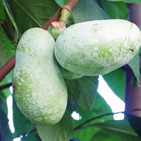 Amazon.com : 2 Big Pawpaw Trees Live Plants, 1 Year Old, 7 to 12" Tall ...