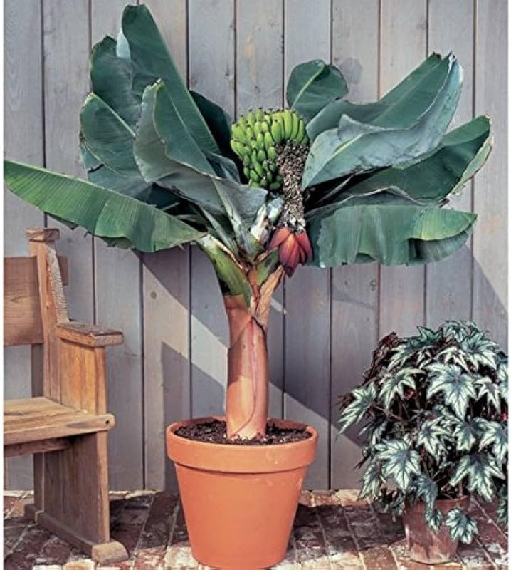 New Grand nine G9 Banana Fruit Plant Kela Tree Live Plant Original ...