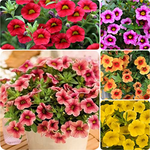 Calibrachoa - How to grow & care