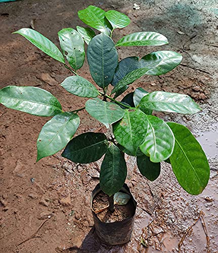 Dwarf Rare Nutmeg Jathi Grafted Fruit Tree Live Plant : Amazon.in ...