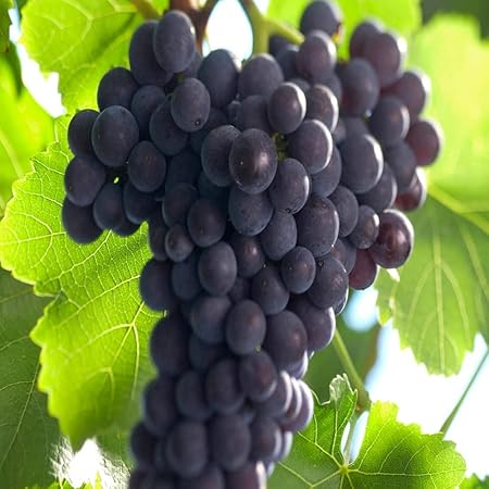 IXORA Grapes Black Sharad Seedless Variety Angoor Fruit (Cutting ...