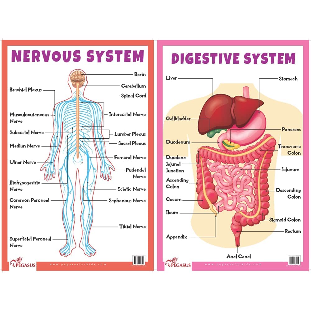 Nervous System For Kids Diagram