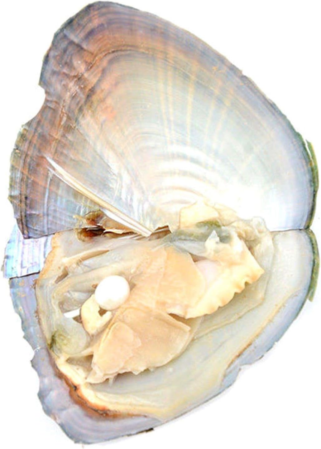 Crazyfly Round Oysters with Real Pearl for DIY Necklace Pearl Kit ...