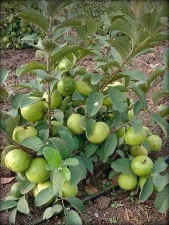 Zomoloco_Guava Plant-Thai Dwarf Variant Guava Live Plant. : Amazon.in ...