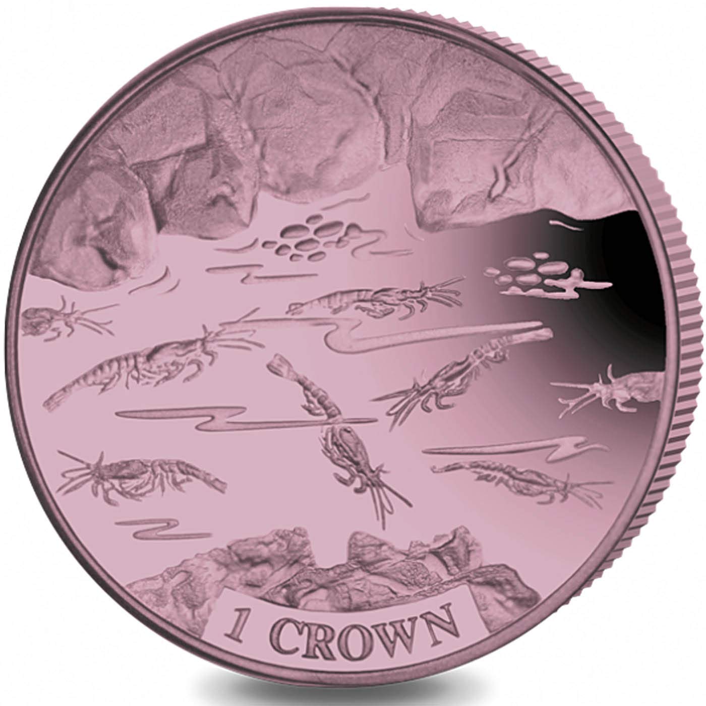 Buy SHRIMP - Dusky Pink Titanium Coin in Box with Certificate of ...