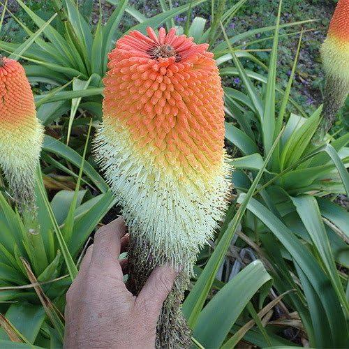 Plant World Seeds - Kniphofia Northiae Seeds (Tropical and Conservatory ...