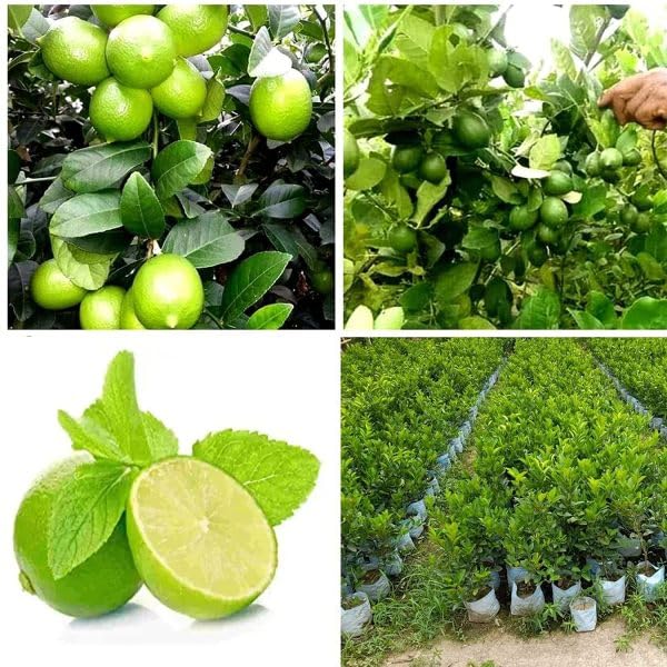 THE GREEN VIEW GARDENS All Time SeedLess Lemon Tree Plant Desi Pati ...