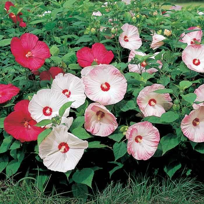 Amazon.com : 30+ Premium Rare Exotic Hibiscus Flower seeds, Huge 10-12 ...