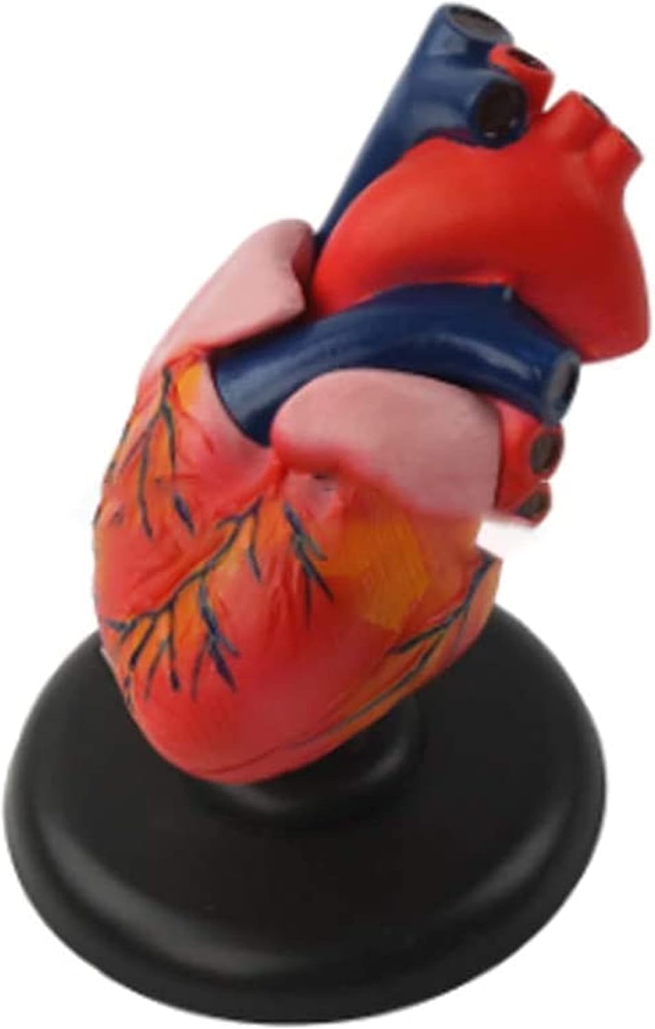 FBITE Modelo de estudio, modelo educativo, modelo de anatomía cardíaca ...