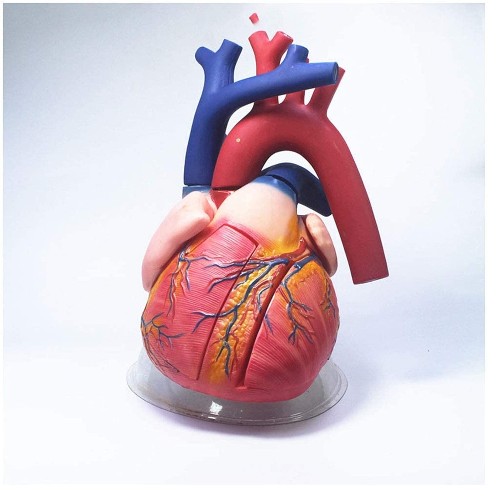 Identify Areas Of The Human Heart