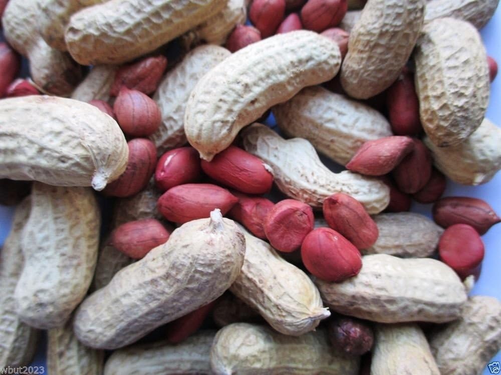 Amazon.com : Tennessee Red Valencia Peanut - 50 Untreated Seeds-organic ...