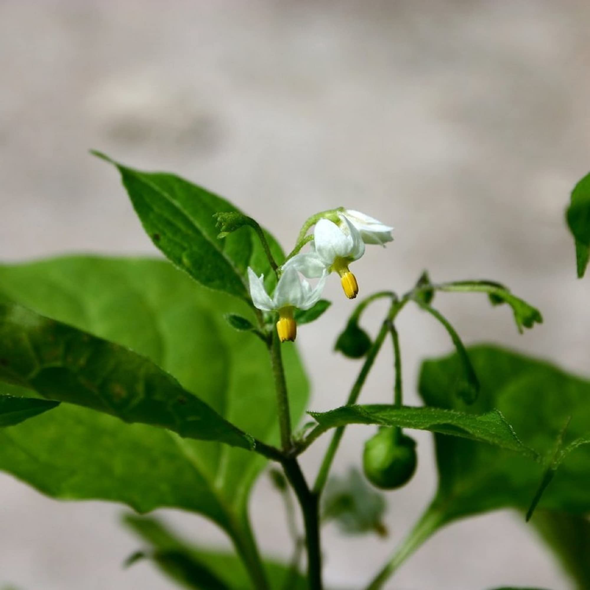 Nightshade White Flower